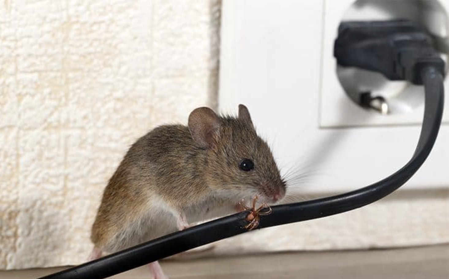 Ruik je dit geurtje in je huis? De kans is groot dat je muizen hebt ...